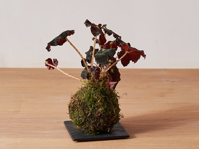 LCW25 Kokedama Moss Balls Making Workshop – wagumi